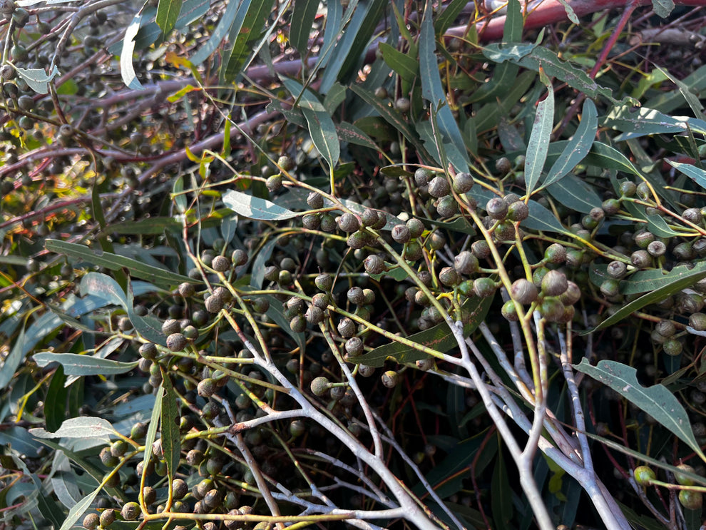 Eucalyptus viminalis Manna Gum – Environmental Services Victoria ...