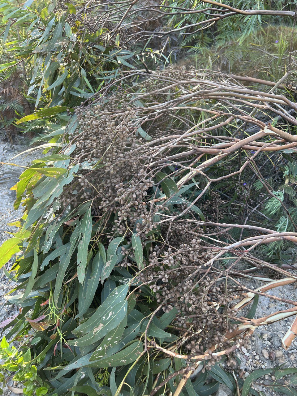 Environmental Services Victoria | Native Seed Victoria