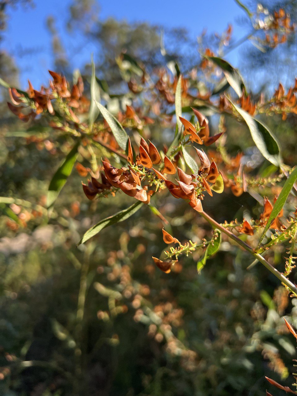 Davesia latifolia Hop Bitter Pea – Environmental Services Victoria ...