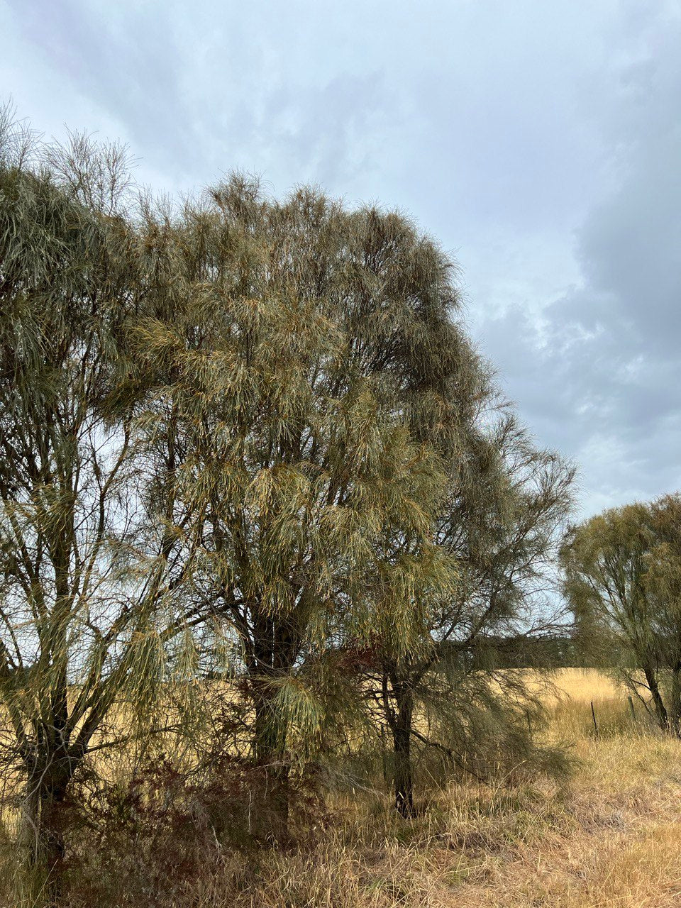 Allocasuarina verticillata Drooping Sheoak – Environmental Services ...