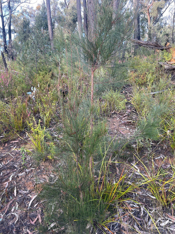 Allocasuarina littoralis Black Sheoak – Environmental Services Victoria ...