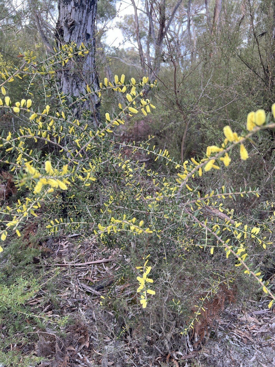 Acacia oxycedrus Spike Wattle – Environmental Services Victoria ...