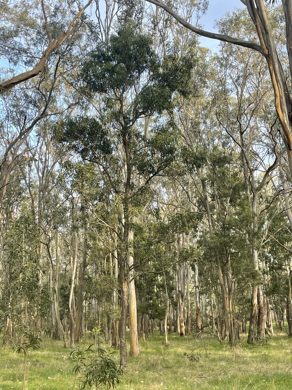 Acacia implexa Lightwood – Environmental Services Victoria | Native ...