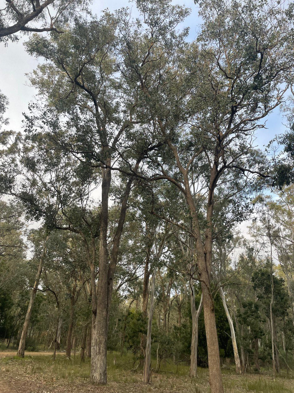 Eucalyptus polyanthemos Red Box – Environmental Services Victoria ...