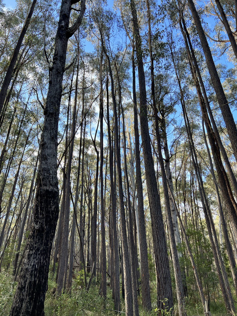 Eucalyptus sieberi Silvertop Ash – Environmental Services Victoria ...