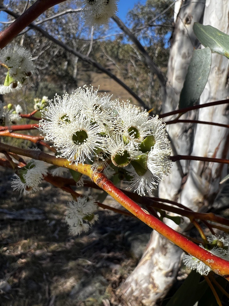 Eucalyptus pauciflora Snow Gum – Environmental Services Victoria ...